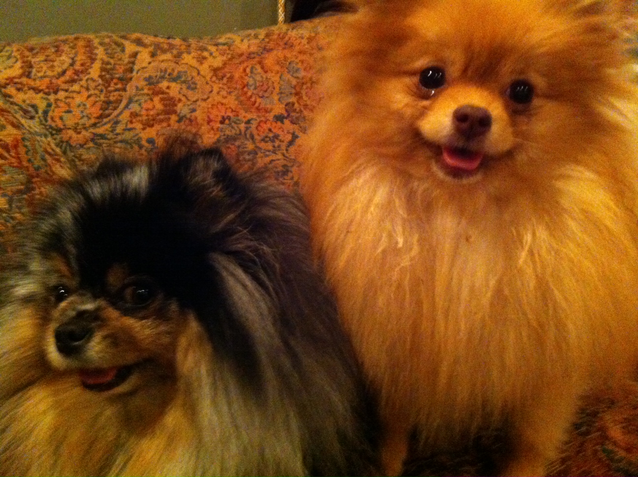 Jigsaw_and_Lily | DANIEL M.T. FESSLER